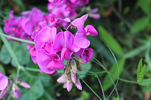 NOTSWOH—Sweet Peas Flower Seed Vine Mix - 300 Seeds—Garden&Outdoor