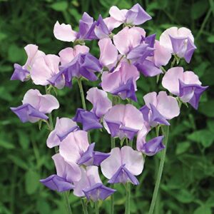 NOTSWOH—Sweet Peas Flower Seed Vine Mix - 300 Seeds—Garden&Outdoor