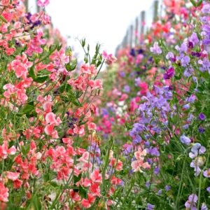 NOTSWOH—Sweet Peas Flower Seed Vine Mix - 300 Seeds—Garden&Outdoor