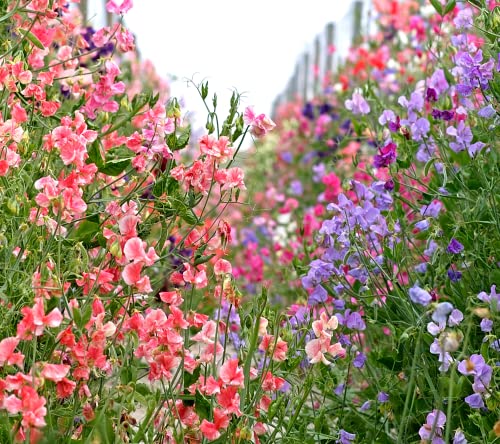 NOTSWOH—Sweet Peas Flower Seed Vine Mix - 300 Seeds—Garden&Outdoor