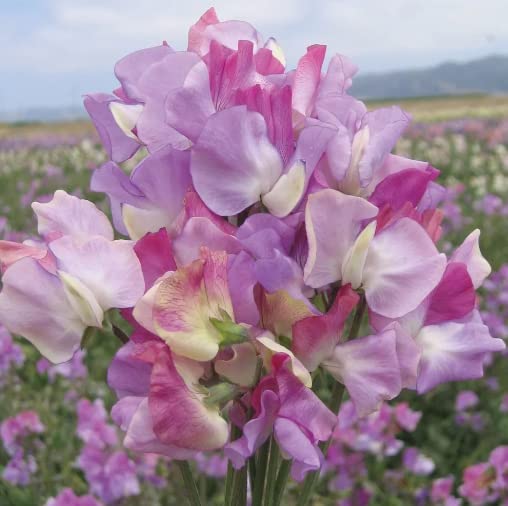 NOTSWOH—Sweet Peas Flower Seed Vine Mix - 300 Seeds—Garden&Outdoor