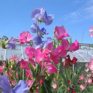 NOTSWOH—Sweet Peas Flower Seed Vine Mix - 300 Seeds—Garden&Outdoor