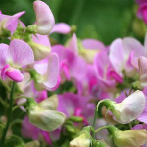 NOTSWOH—Sweet Peas Flower Seed Vine Mix - 300 Seeds—Garden&Outdoor