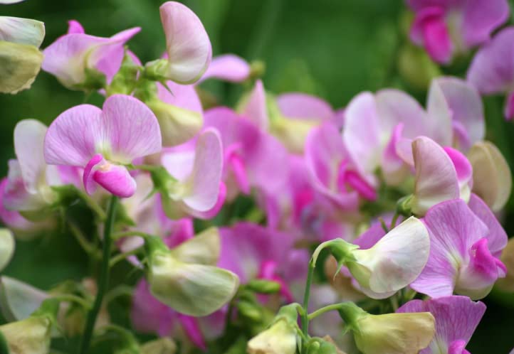 NOTSWOH—Sweet Peas Flower Seed Vine Mix - 300 Seeds—Garden&Outdoor