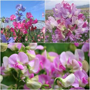 NOTSWOH—Sweet Peas Flower Seed Vine Mix - 300 Seeds—Garden&Outdoor