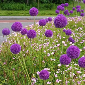 chuxay garden giant allium-allium giganteum,ornamental onion 50 seeds all season ornamental onion seed