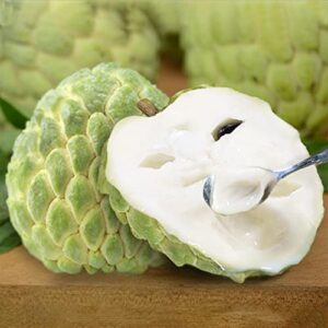 qauzuy garden seeds – 20 premium custard apple buddha’s head sugar apple sitafal annona cherimoya fruit tree seeds, non -gmo, easy to grow, very fresh seeds