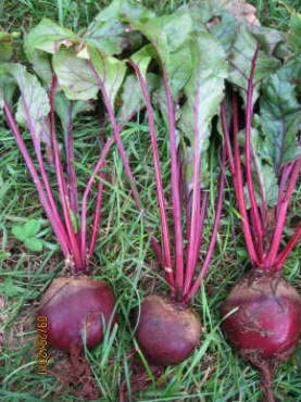 1200 Early Wonder Tall Top Beet Seeds for Planting 1 Ounce of Seeds Non GMO and Heirloom Survival Vegetable Garden