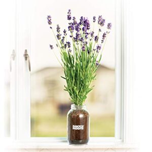 Back to the Roots Lavender Organic Windowsill Planter Kit - Grows Year Round, Includes Everything Needed for Planting