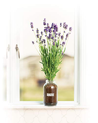 Back to the Roots Lavender Organic Windowsill Planter Kit - Grows Year Round, Includes Everything Needed for Planting