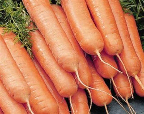 3000 Little Finger Carrot Seeds for Planting Heirloom Non-GMO 5+ Grams Garden Vegetable Bulk Survival