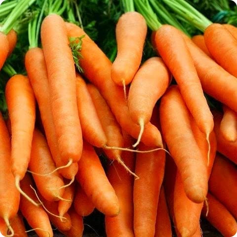 3000 Little Finger Carrot Seeds for Planting Heirloom Non-GMO 5+ Grams Garden Vegetable Bulk Survival