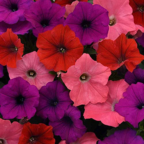 Outsidepride South Beach Easy Wave Petunia Garden Flowers for Hanging Baskets, Pots, Containers, Beds - 30 Seeds