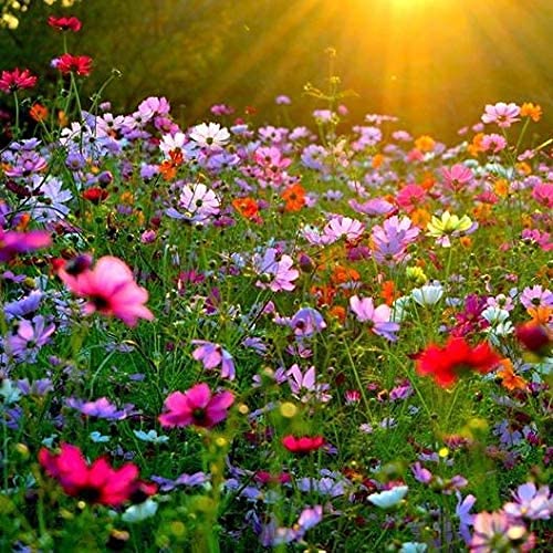 Mix Cosmos Bipinnatus Flower Seeds - Garden Cosmos Mexican Aster 11 Colors Non-GMO | Organic | Heirloom (10g)