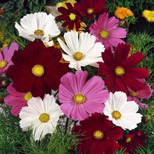 Mix Cosmos Bipinnatus Flower Seeds - Garden Cosmos Mexican Aster 11 Colors Non-GMO | Organic | Heirloom (10g)