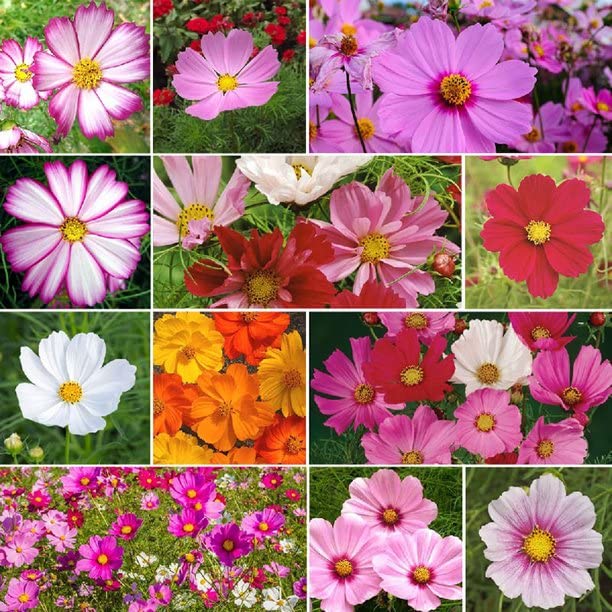 Mix Cosmos Bipinnatus Flower Seeds - Garden Cosmos Mexican Aster 11 Colors Non-GMO | Organic | Heirloom (10g)