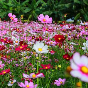 Mix Cosmos Bipinnatus Flower Seeds - Garden Cosmos Mexican Aster 11 Colors Non-GMO | Organic | Heirloom (10g)