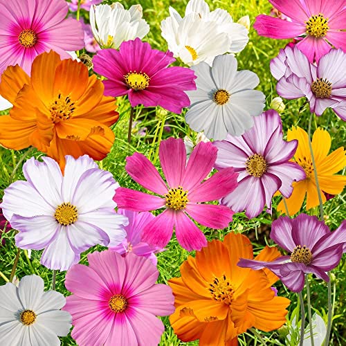 Mix Cosmos Bipinnatus Flower Seeds - Garden Cosmos Mexican Aster 11 Colors Non-GMO | Organic | Heirloom (10g)