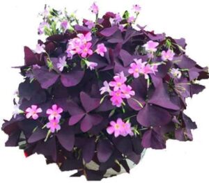 10 pcs purple shamrock bulbs seeds oxalis triangularis organic bulbs plants seeds for planting home garden non-gmo