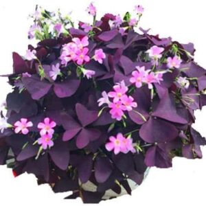 10 Pcs Purple Shamrock Bulbs Seeds Oxalis Triangularis Organic Bulbs Plants Seeds for Planting Home Garden Non-GMO