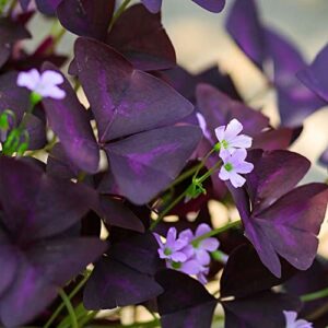 10 Pcs Purple Shamrock Bulbs Seeds Oxalis Triangularis Organic Bulbs Plants Seeds for Planting Home Garden Non-GMO