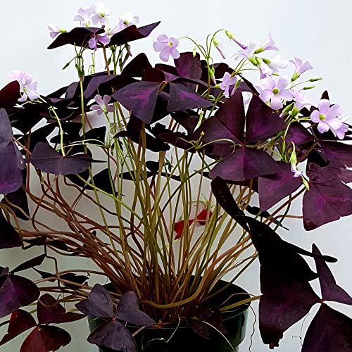 10 Pcs Purple Shamrock Bulbs Seeds Oxalis Triangularis Organic Bulbs Plants Seeds for Planting Home Garden Non-GMO