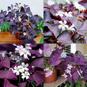 10 Pcs Purple Shamrock Bulbs Seeds Oxalis Triangularis Organic Bulbs Plants Seeds for Planting Home Garden Non-GMO