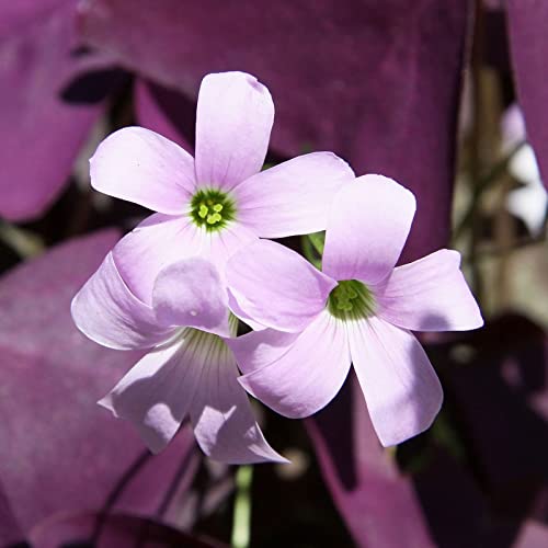 10 Pcs Purple Shamrock Bulbs Seeds Oxalis Triangularis Organic Bulbs Plants Seeds for Planting Home Garden Non-GMO