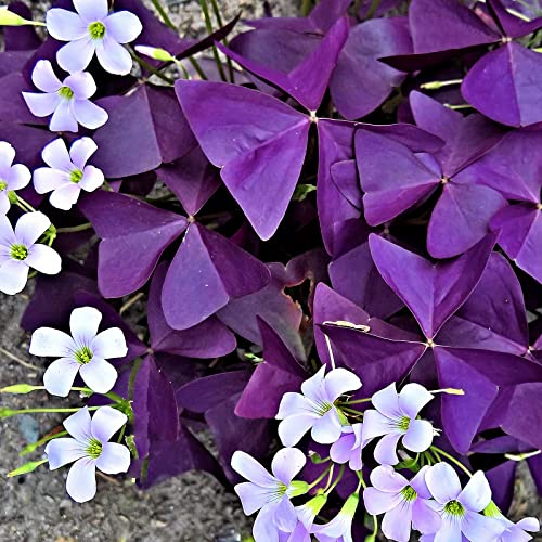 10 Pcs Purple Shamrock Bulbs Seeds Oxalis Triangularis Organic Bulbs Plants Seeds for Planting Home Garden Non-GMO