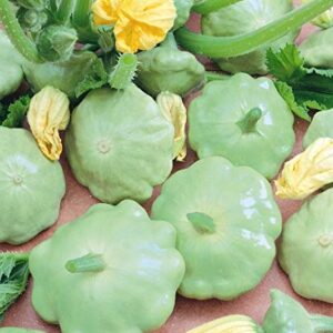 Bennings Green Tint Summer Squash, 30 Heirloom Seeds Per Packet, Patty Pan Squash, Non GMO Seeds, Botanical Name: Cucurbita Pepo, Isla's Garden Seeds