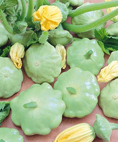 Bennings Green Tint Summer Squash, 30 Heirloom Seeds Per Packet, Patty Pan Squash, Non GMO Seeds, Botanical Name: Cucurbita Pepo, Isla's Garden Seeds