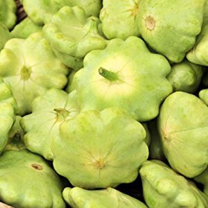 Bennings Green Tint Summer Squash, 30 Heirloom Seeds Per Packet, Patty Pan Squash, Non GMO Seeds, Botanical Name: Cucurbita Pepo, Isla's Garden Seeds