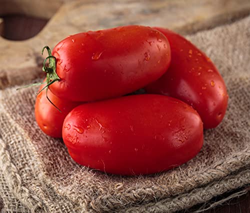 David's Garden Seeds Tomato Paste Roma Determinate San Marzano 4129 (Red) 25 Non-GMO, Heirloom Seeds