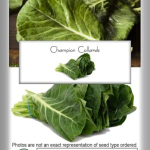 Champion Collard Greens Seeds, 1000 Heirloom Seeds Per Packet, (Isla's Garden Seeds), Non GMO Seeds, Botanical Name: Brassica oleracea