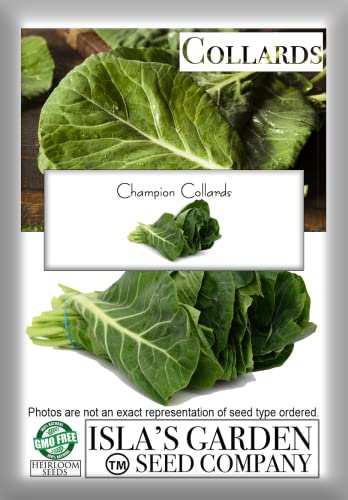 Champion Collard Greens Seeds, 1000 Heirloom Seeds Per Packet, (Isla's Garden Seeds), Non GMO Seeds, Botanical Name: Brassica oleracea