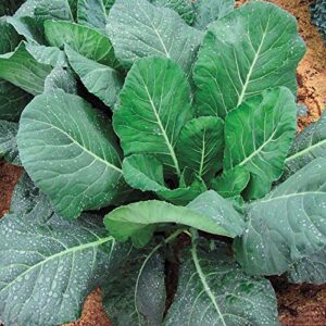 Champion Collard Greens Seeds, 1000 Heirloom Seeds Per Packet, (Isla's Garden Seeds), Non GMO Seeds, Botanical Name: Brassica oleracea