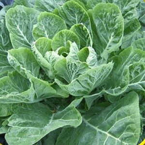 Champion Collard Greens Seeds, 1000 Heirloom Seeds Per Packet, (Isla's Garden Seeds), Non GMO Seeds, Botanical Name: Brassica oleracea