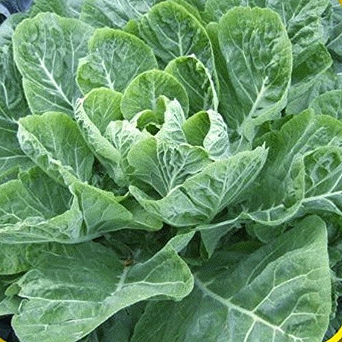 Champion Collard Greens Seeds, 1000 Heirloom Seeds Per Packet, (Isla's Garden Seeds), Non GMO Seeds, Botanical Name: Brassica oleracea