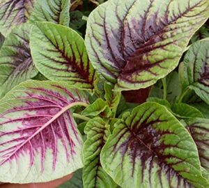 1000 red stripe green leaf amaranth seeds for planting chinese spinach heirloom non gmo 2 grams of seeds lu hsien garden vegetable bulk survival amaranthus