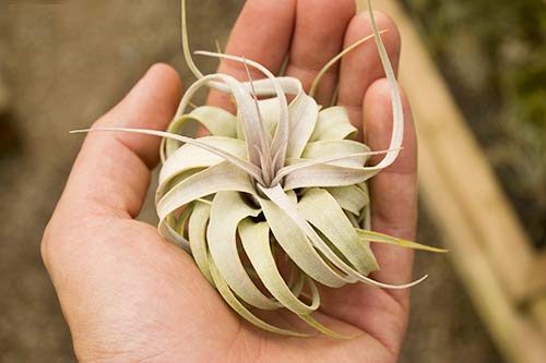 Air Plant Xerographica Mini 3-4" / Real Plant/Ships from California/Low Maintenance