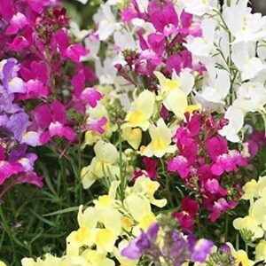 Fairy Bouquet "Spurred" Snapdragon Flowers for Planting, 2000+ Seeds Per Packet, (Isla's Garden Seeds), Non GMO & Heirloom Seeds, Great Flower Garden Gift