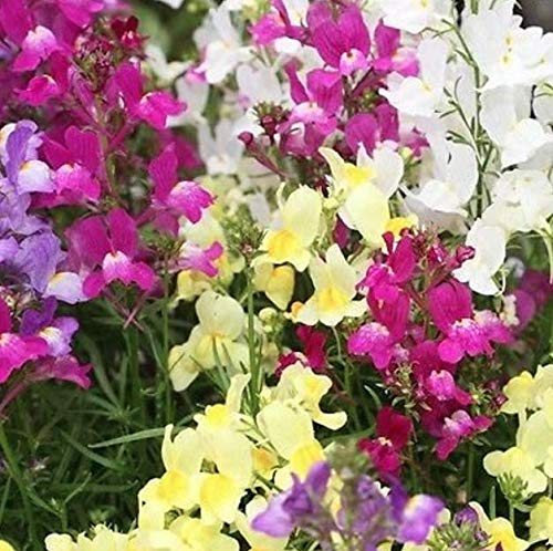 Fairy Bouquet "Spurred" Snapdragon Flowers for Planting, 2000+ Seeds Per Packet, (Isla's Garden Seeds), Non GMO & Heirloom Seeds, Great Flower Garden Gift