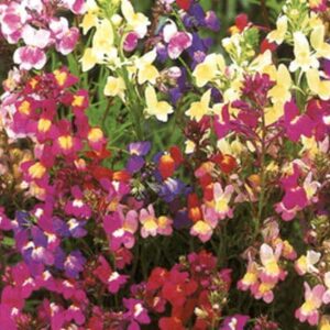 Fairy Bouquet "Spurred" Snapdragon Flowers for Planting, 2000+ Seeds Per Packet, (Isla's Garden Seeds), Non GMO & Heirloom Seeds, Great Flower Garden Gift