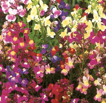 Fairy Bouquet "Spurred" Snapdragon Flowers for Planting, 2000+ Seeds Per Packet, (Isla's Garden Seeds), Non GMO & Heirloom Seeds, Great Flower Garden Gift