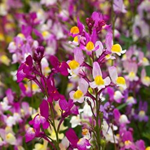 Fairy Bouquet "Spurred" Snapdragon Flowers for Planting, 2000+ Seeds Per Packet, (Isla's Garden Seeds), Non GMO & Heirloom Seeds, Great Flower Garden Gift