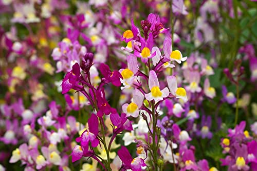 Fairy Bouquet "Spurred" Snapdragon Flowers for Planting, 2000+ Seeds Per Packet, (Isla's Garden Seeds), Non GMO & Heirloom Seeds, Great Flower Garden Gift