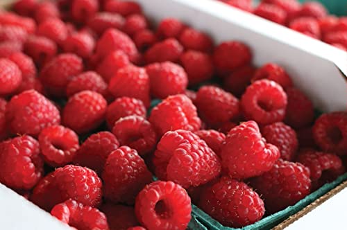 GreenWOW 200+ Red Raspberry Seeds - Non-GMO&Heirloom Organic Friut for Planting Home Garden/Outdoor