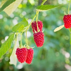 GreenWOW 200+ Red Raspberry Seeds - Non-GMO&Heirloom Organic Friut for Planting Home Garden/Outdoor