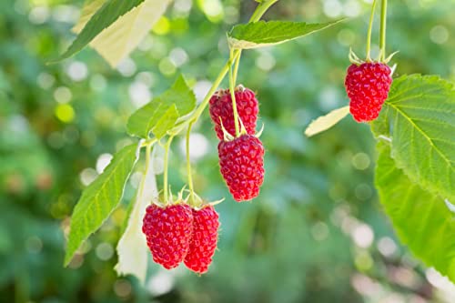 GreenWOW 200+ Red Raspberry Seeds - Non-GMO&Heirloom Organic Friut for Planting Home Garden/Outdoor