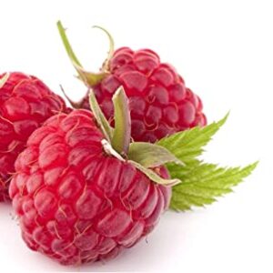 GreenWOW 200+ Red Raspberry Seeds - Non-GMO&Heirloom Organic Friut for Planting Home Garden/Outdoor